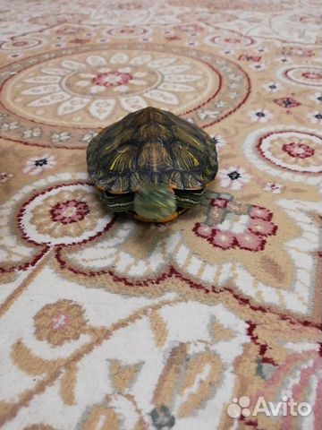 Красноухая черепаха