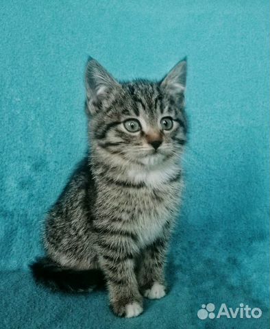 Метис Шотландского кота
