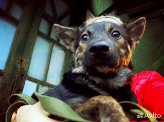 Плюшевый ушастик Яша щенок в поисках дома