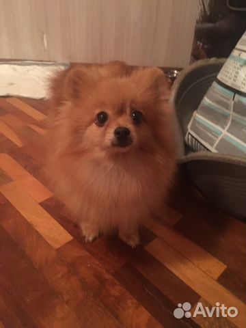 Шпицуля красотуля