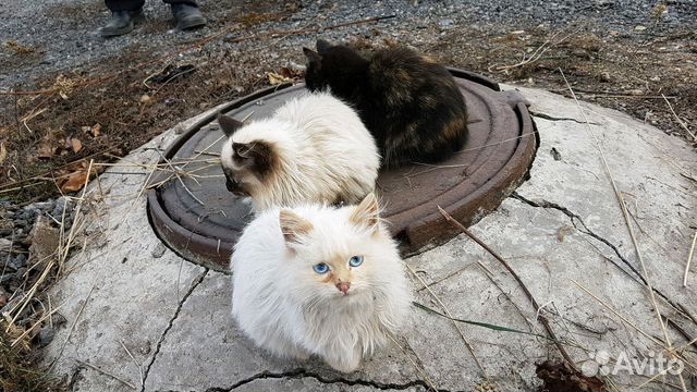 Котята в добрые руки