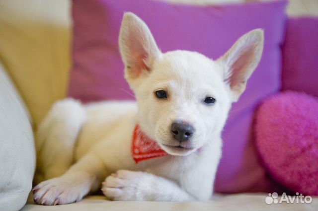 Необыкновенная красотка