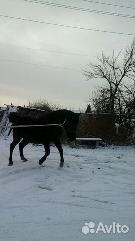 Жеребенок Першерон