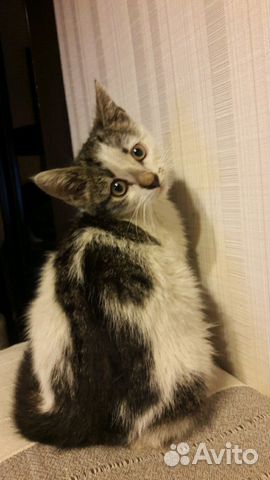 Котенок Жора