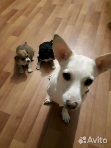 Милые щенки