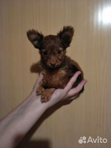 Маленькое очарование