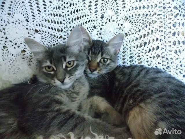Красивые котята-подростки в дар, 5 месяцев