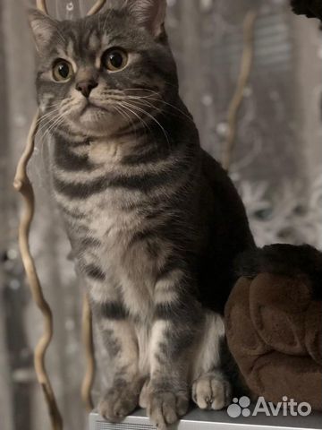 Вязка с шотландским котом