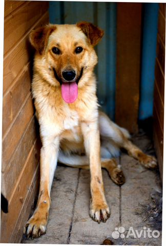 Пес Афоня из приюта