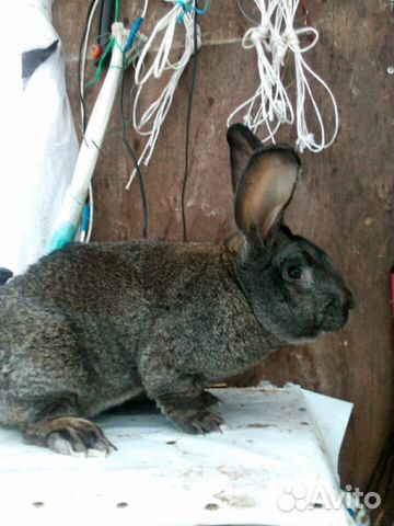 Ризен самцы и нзк