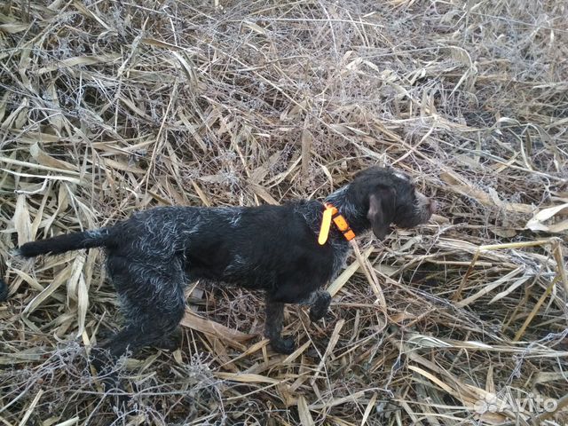 Дратхаар подготовленный к охоте. Отличный подарок