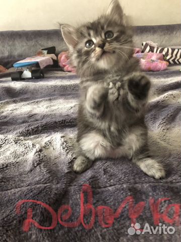 Котёнок