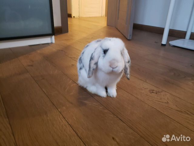 Декоративный вислоухий кролик