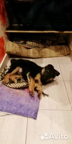 Щенок метис 2.5 месяца. Мать длинношорстная немка