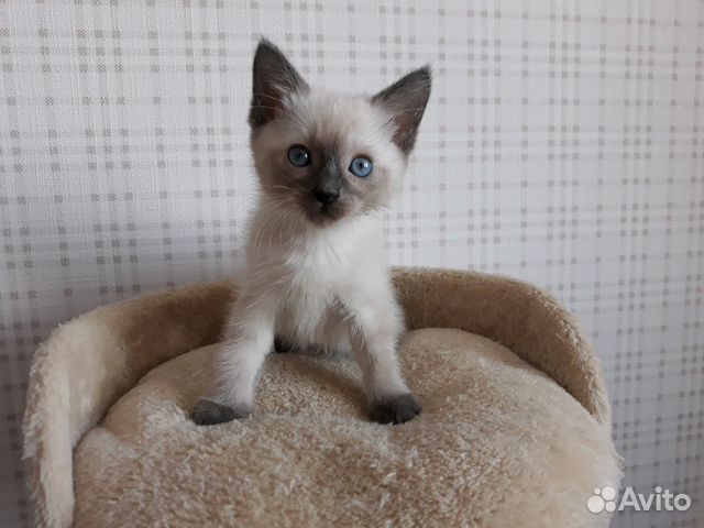 Тайский котенок мальчик