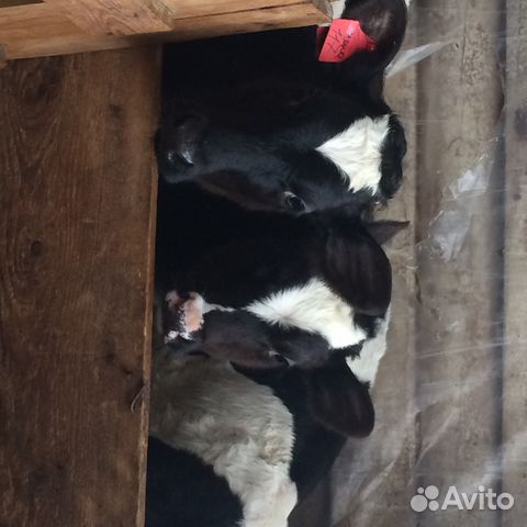 Молодняк крс