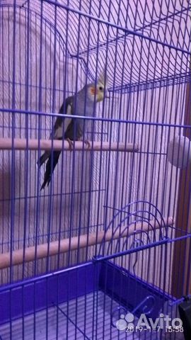 Попугай Карелла