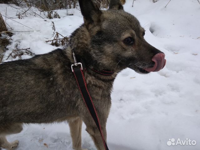 Молодой кобель, помесь мини-хаски