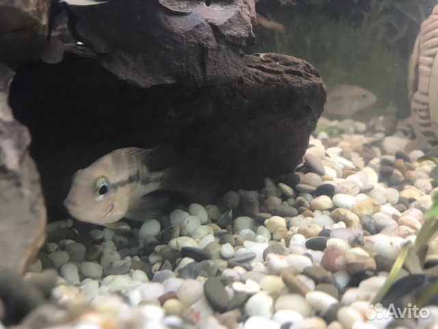 Ациструс сом цихохлазома гурами и т.д