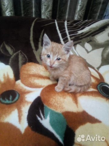 Рыжий котенок мальчик Бесплатно