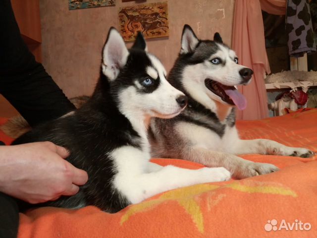 Сибирский хаски щенки