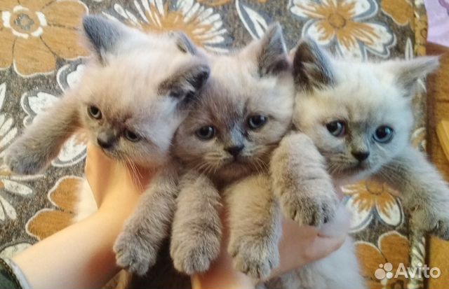 Котята Британская лиловая