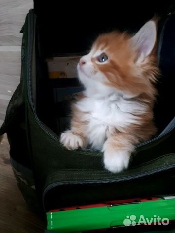 Кошечка мейн куна