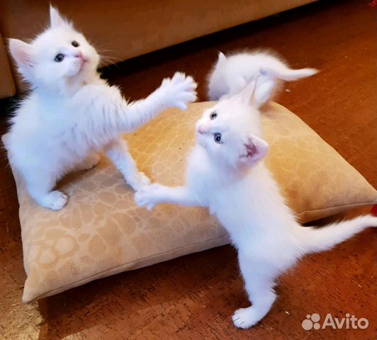 Снежные котята, белое чудо