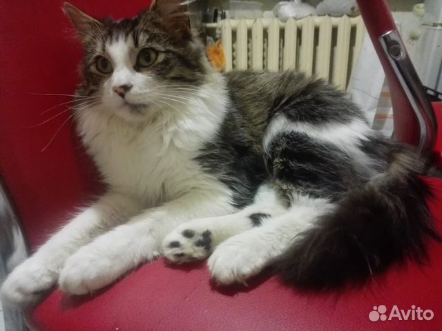 Морис ищет хозяина