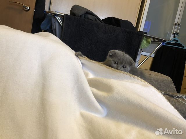 Шотландская вислоухая кошечка