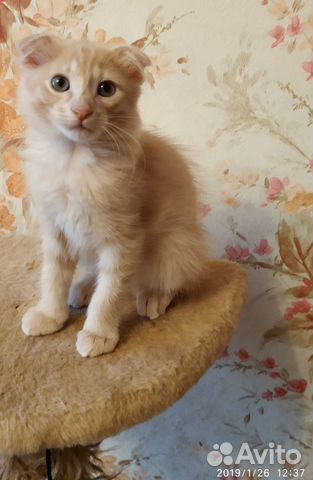 Котёнок (кот) украинский левкой