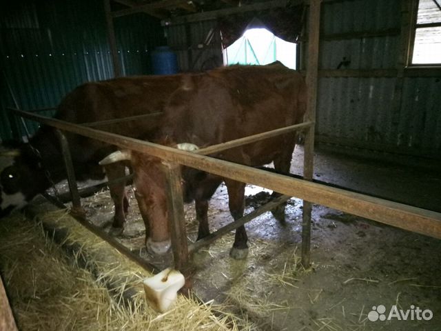 Продаю 2-ух коров