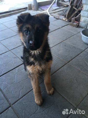 Щенок немецкой овчарки