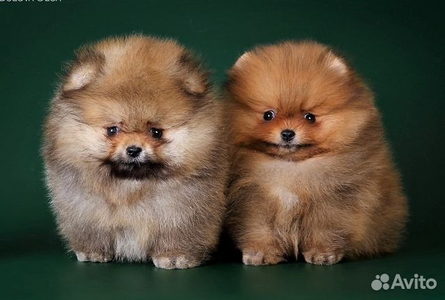 Мини Рыжики