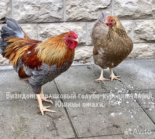 Виандот лаванда и голубо-куропатчатый