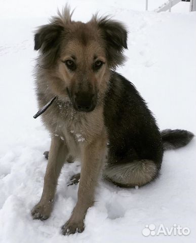 Собака-компаньон