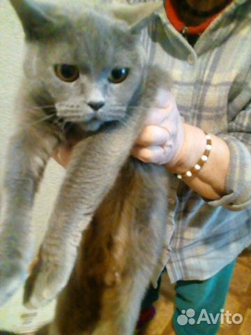 Британская