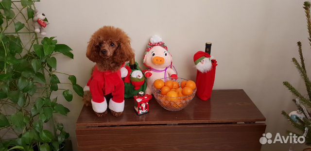 Вязка Той Пудель