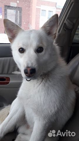 Потерялась собака