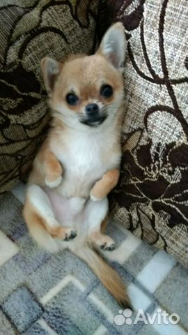 Случка, вязка с кабелем породы Чихуахуа