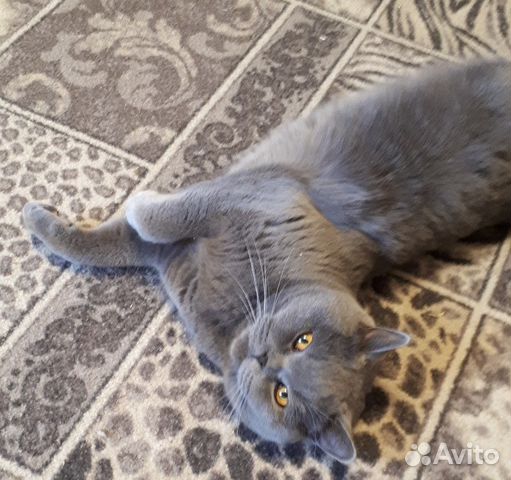 Британская кошка ищет кота (бесплатно)
