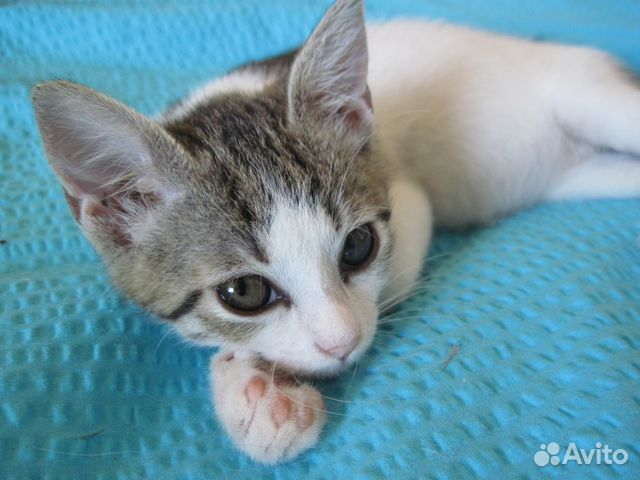 Большеглазка Элли ищет семью