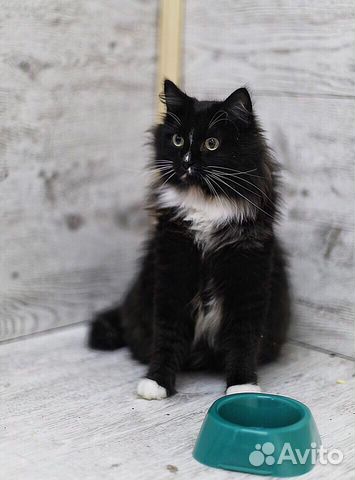 Усик- роскошные белые усище