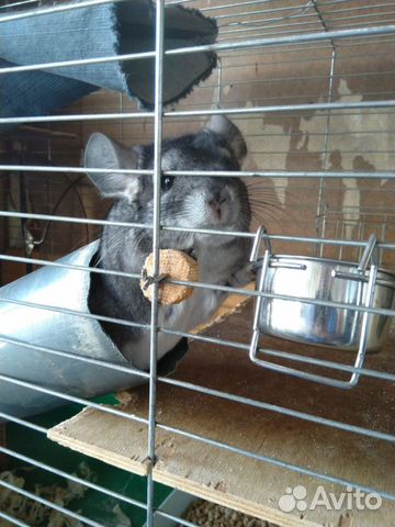 Продам шиншиллу, окрас стандарт, самка,7 месяцев