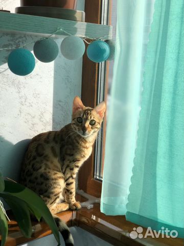 Активные игривые бенгалы