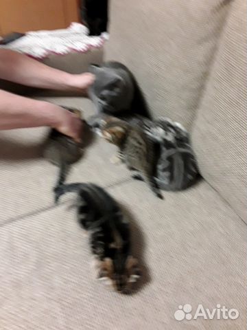 Продам котят мама шотландка папа британец