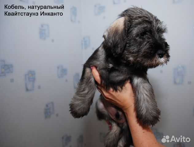 Щенки миттельшнауцера, окрас перец с солью