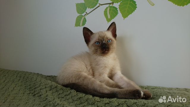 Тайский котенок (мальчик)