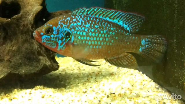 Хромис красавец, пара