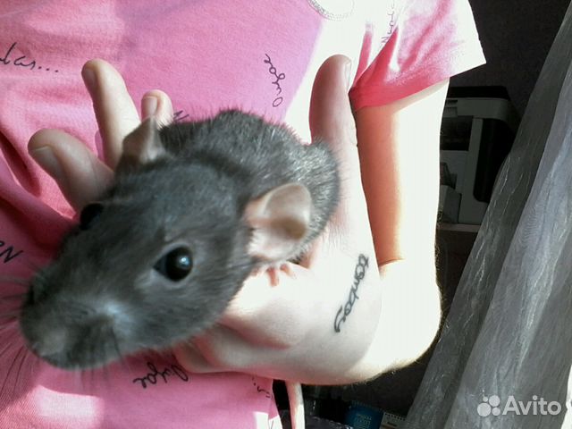 Милая крыска вместе с клеткой